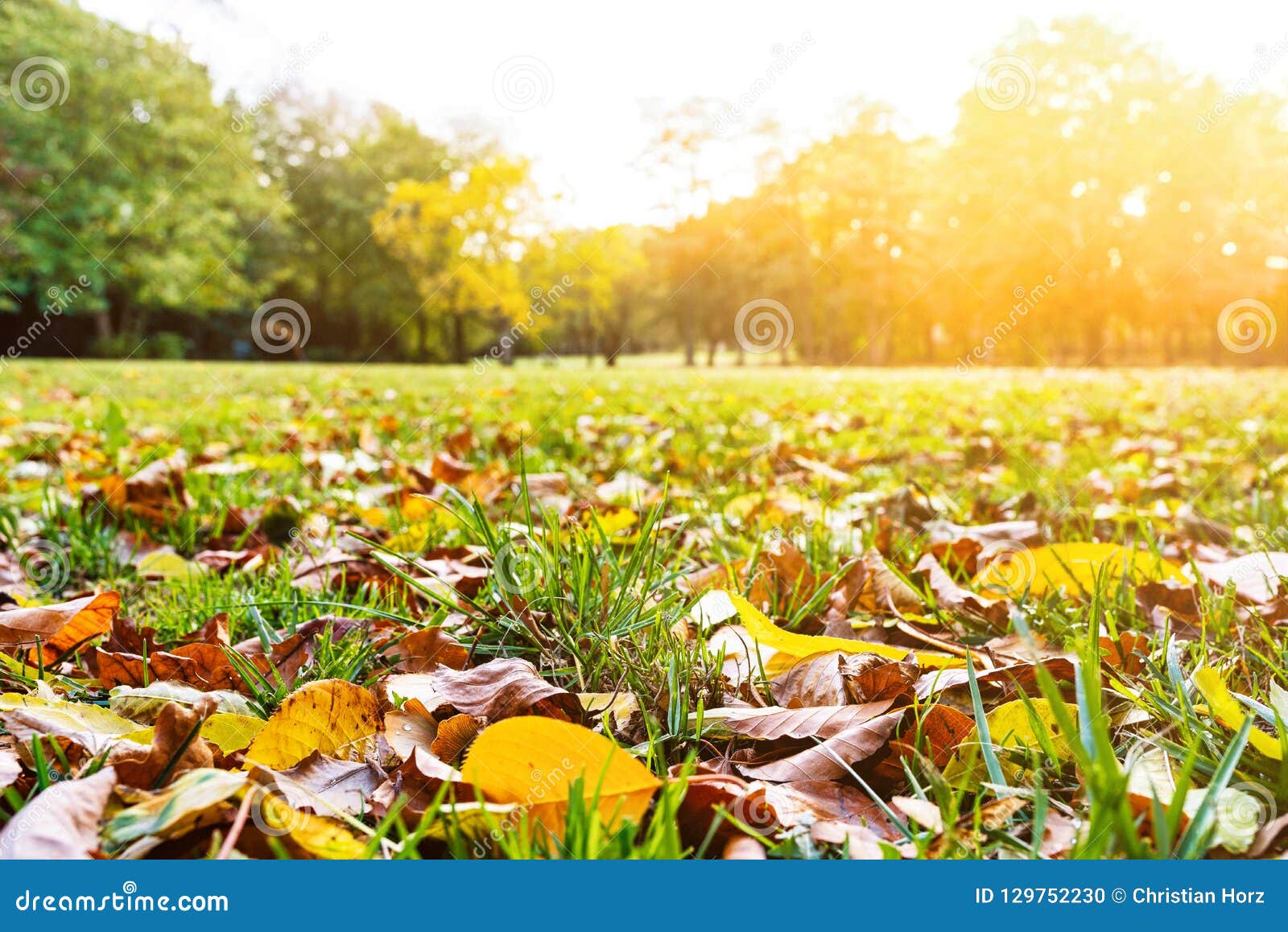 Lawn And Autumn Foliage On Sunny Day Stock Photo - Image of background ...