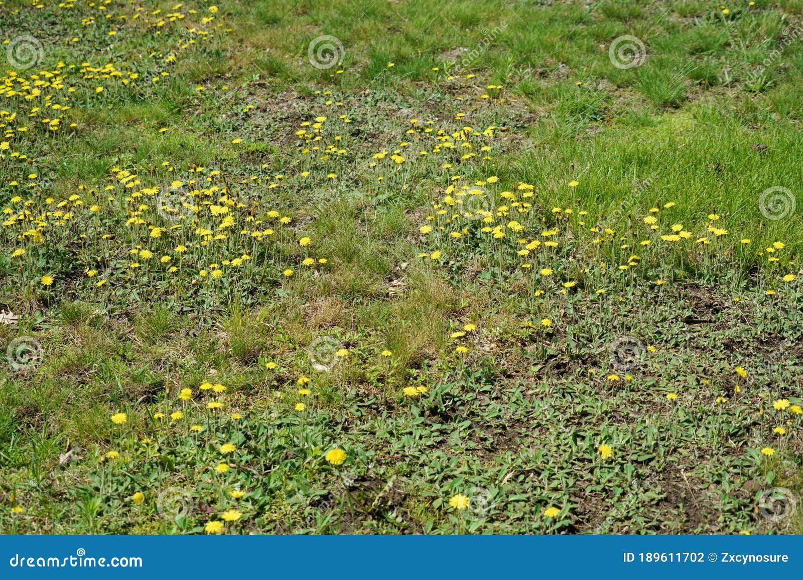 Lawn in Backyard in Bad Condition Need Weed Control Stock Photo - Image ...