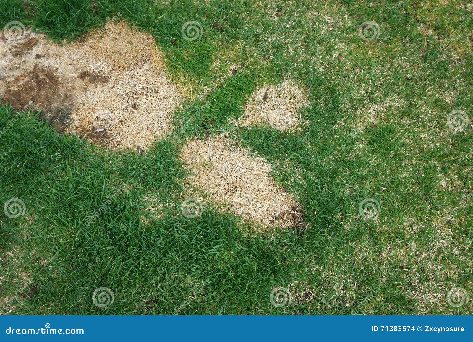 Lawn in Bad Condition and Need Maintaining Stock Photo - Image of ...