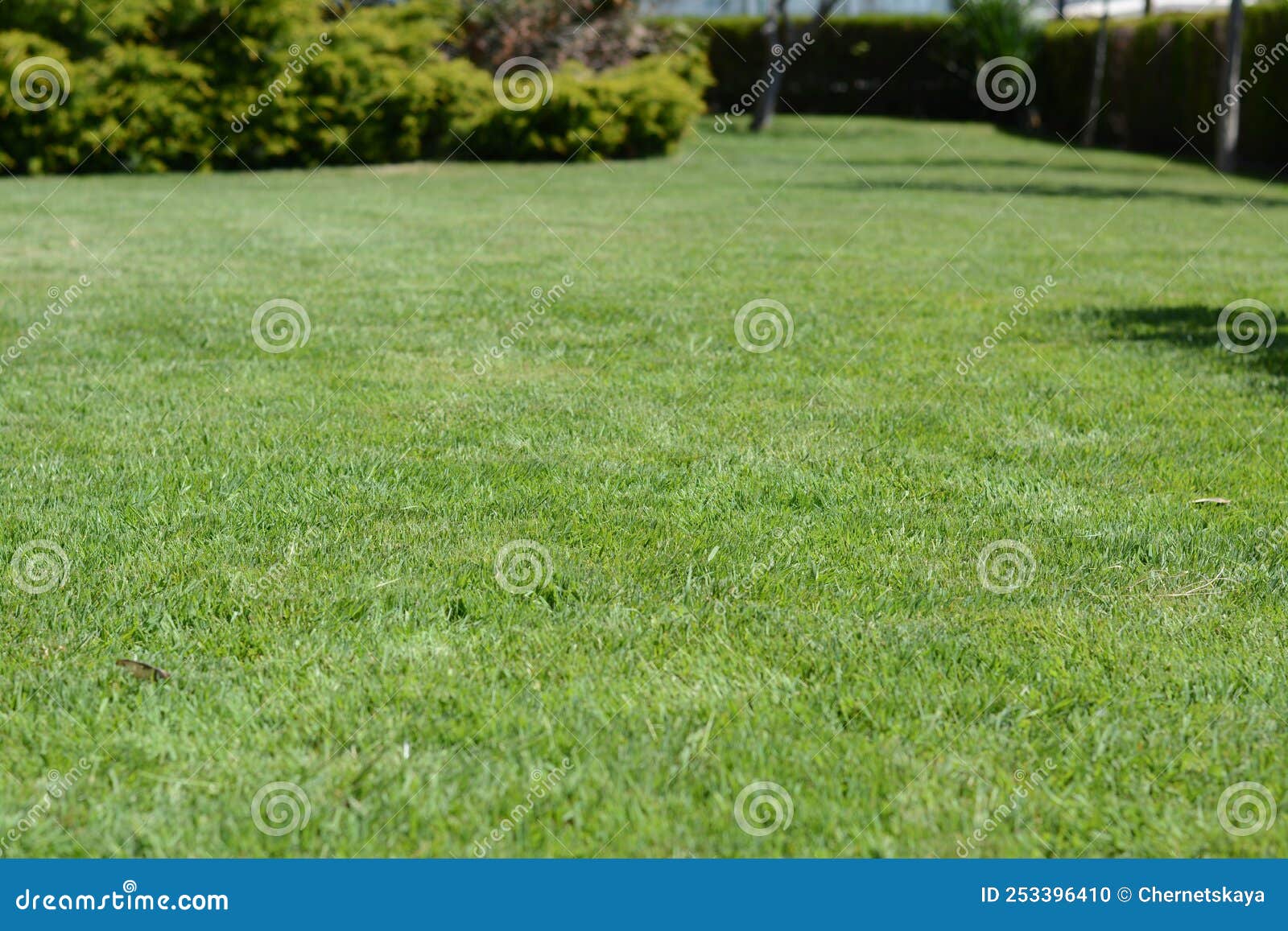 Lawn with Bright Green Grass and Shrubs on Sunny Day Stock Photo ...