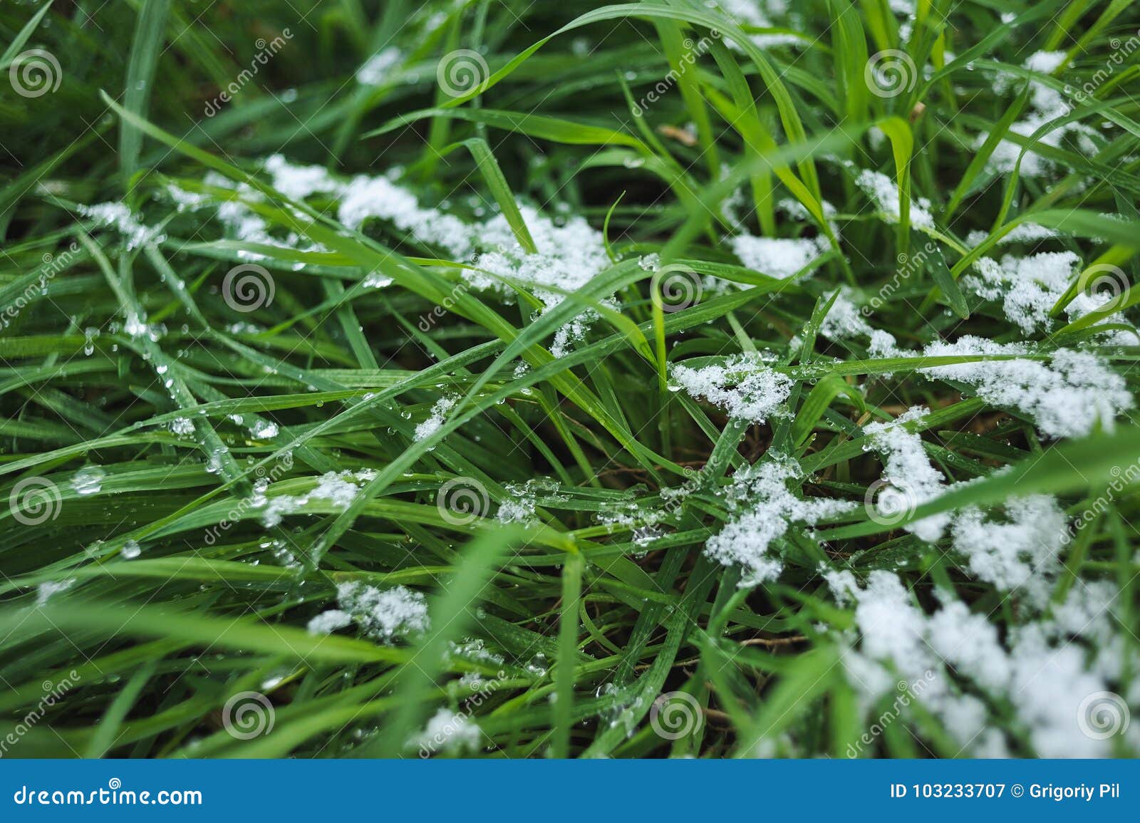 Lawn covered with snow. stock image. Image of natural - 103233707