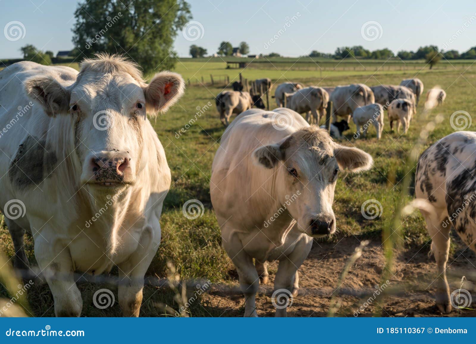 A lawn with cows stock image. Image of face, mammal - 185110367