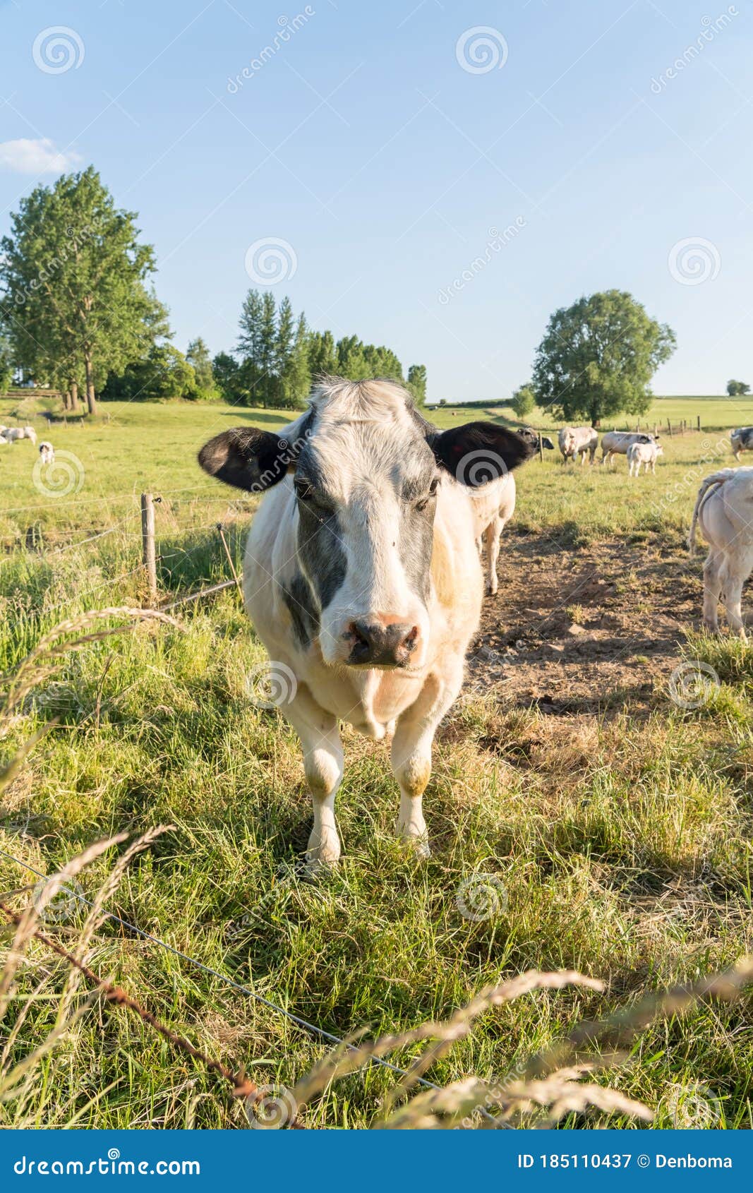 A lawn with cows stock image. Image of outdoors, green - 185110437