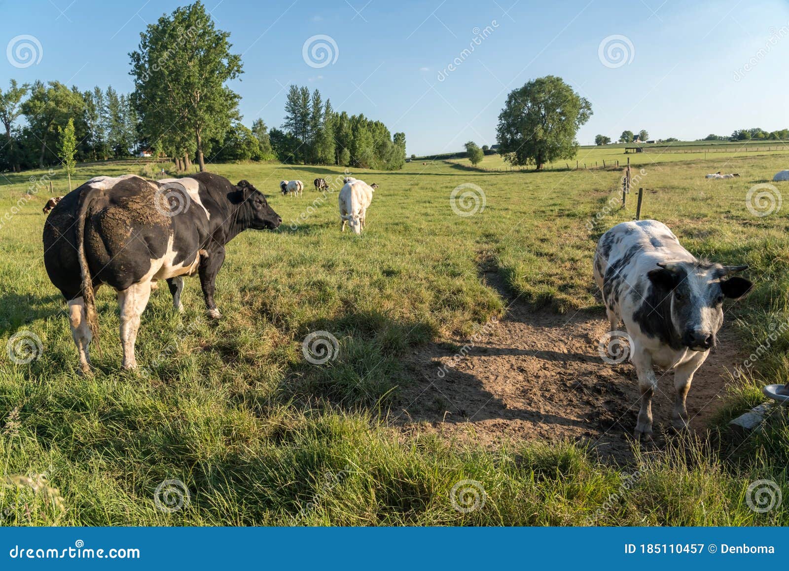 A lawn with cows stock image. Image of look, grass, funny - 185110457