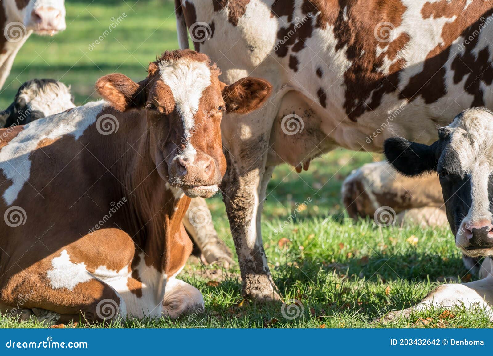 A lawn with cows stock photo. Image of pasture, species - 203432642