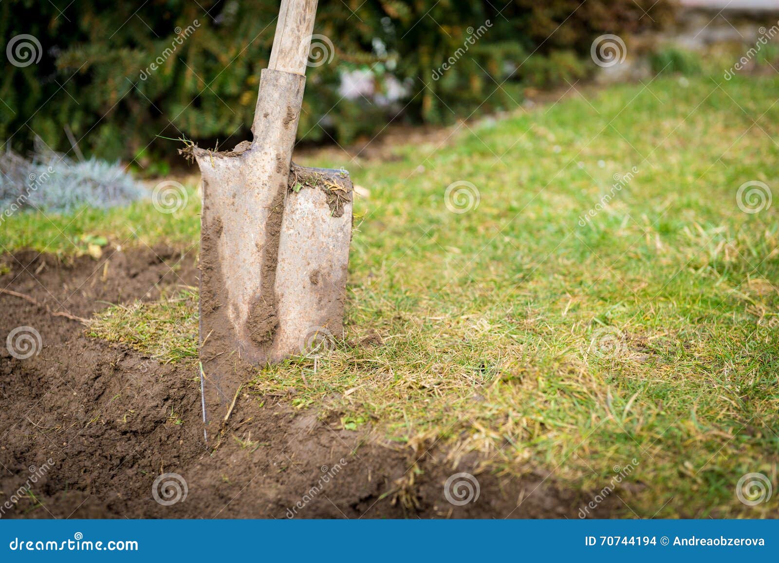 Man Digging Turf And Inverting Dirt. Preparing Soil Around The Plant ...