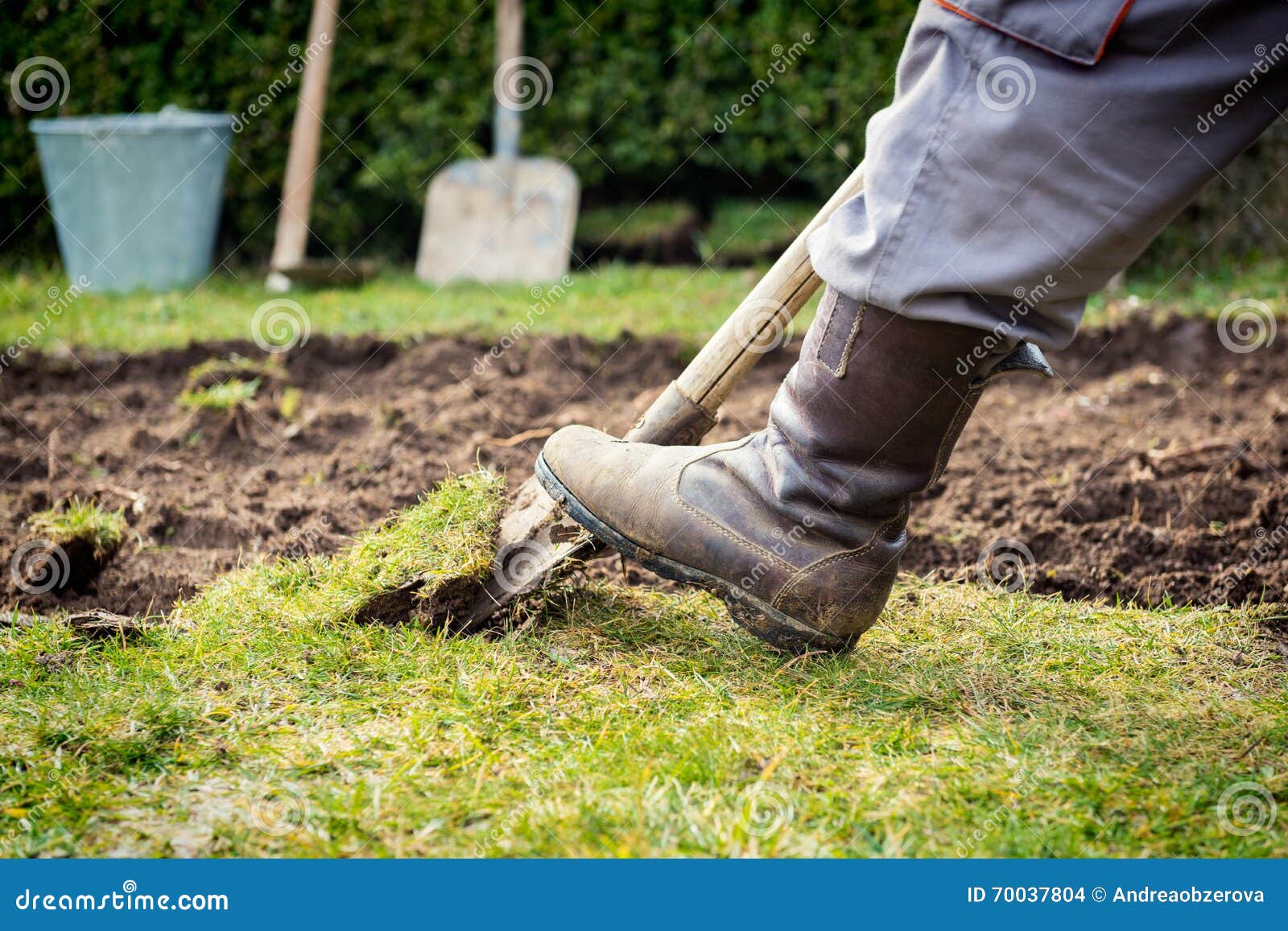 Man Digging Turf And Inverting Dirt. Preparing Soil Around The Plant ...