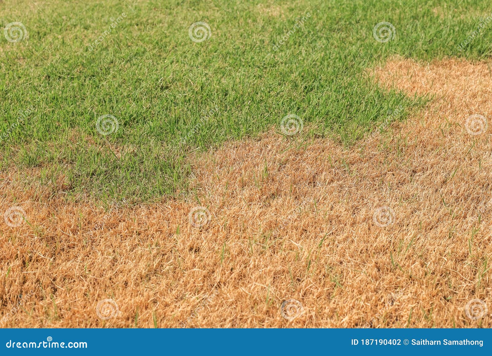 The lawn is dry a dead. stock photo. Image of meadow - 187190402