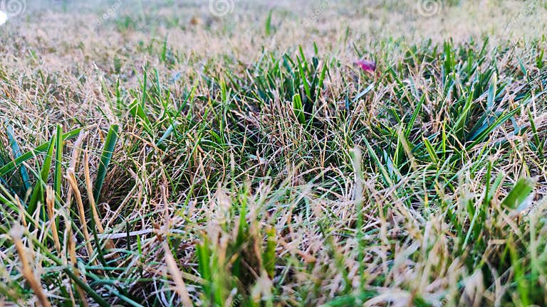 Lawn With Dying Grass Texture Of Dead Dry Grass Background Stock Image Image Of Dead Meadow