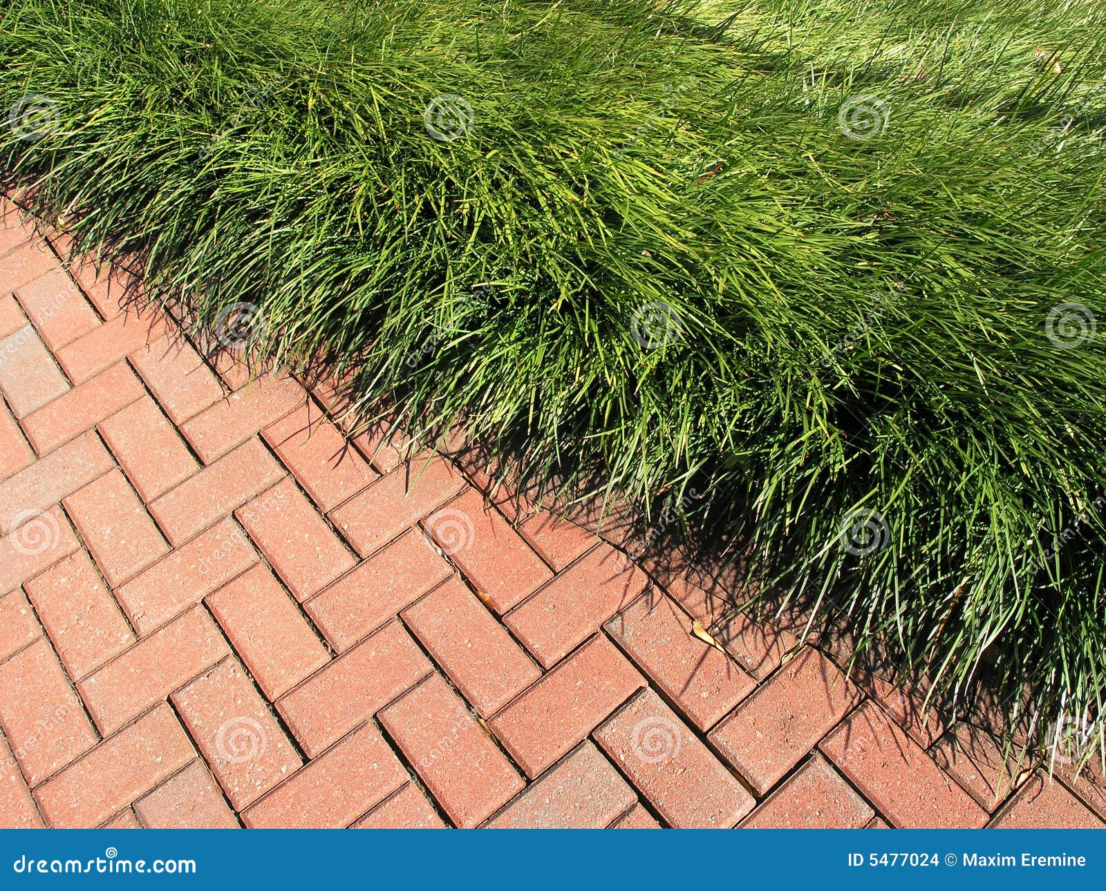 Lawn Edge stock photo. Image of colorful, diagonal, lawn - 5477024