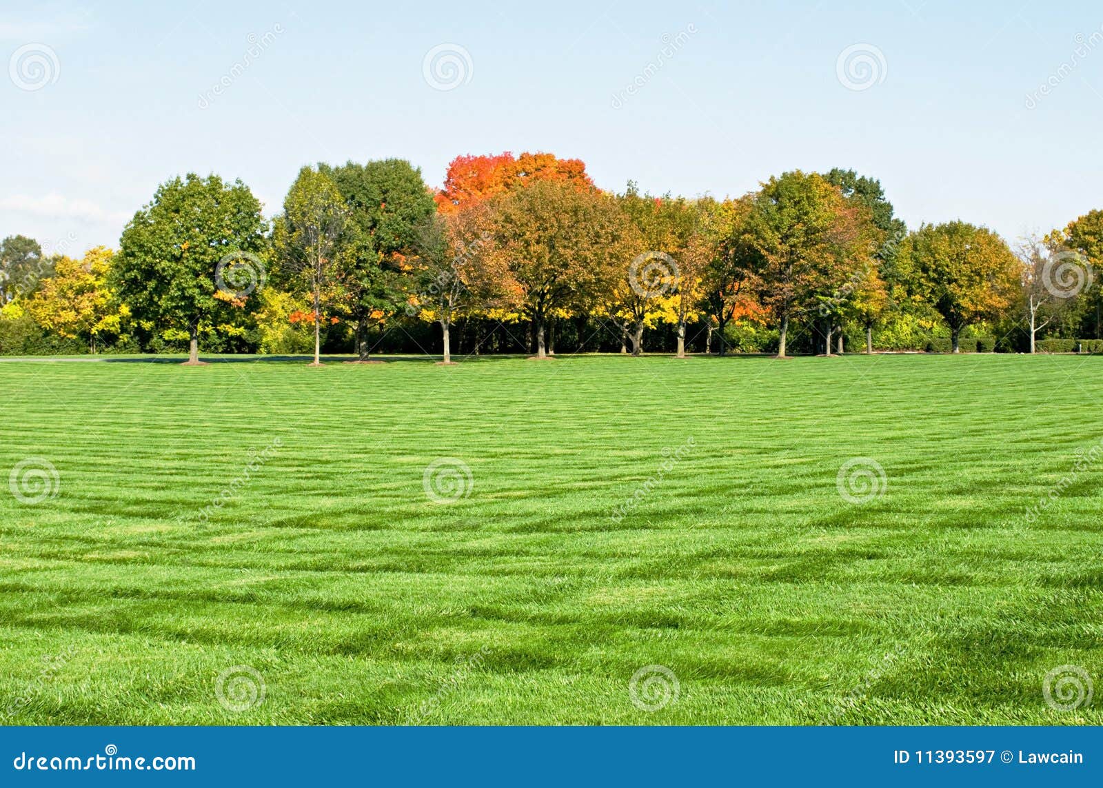 Lawn with Fall Trees stock image. Image of foliage, grass - 11393597