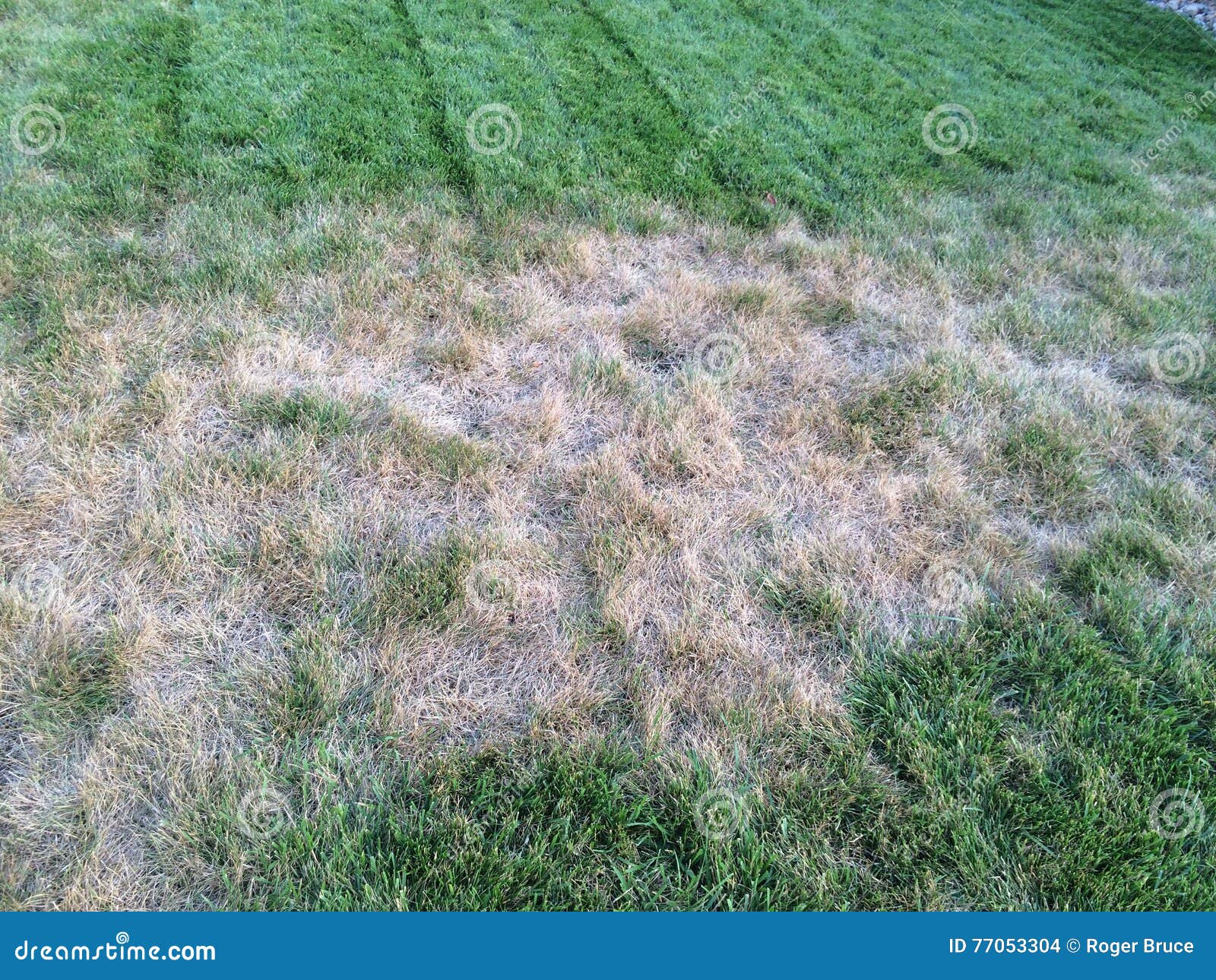 Lawn Fungus stock photo. Image of grass, landscaping - 77053304