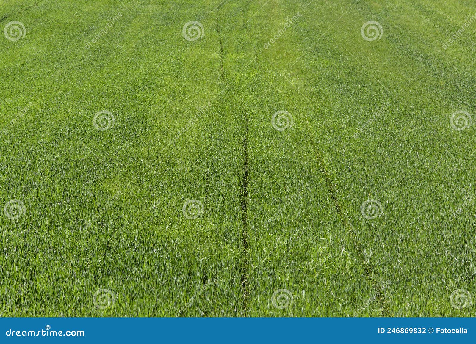 Lawn grass cut stock photo. Image of field, carpet, meadow - 246869832