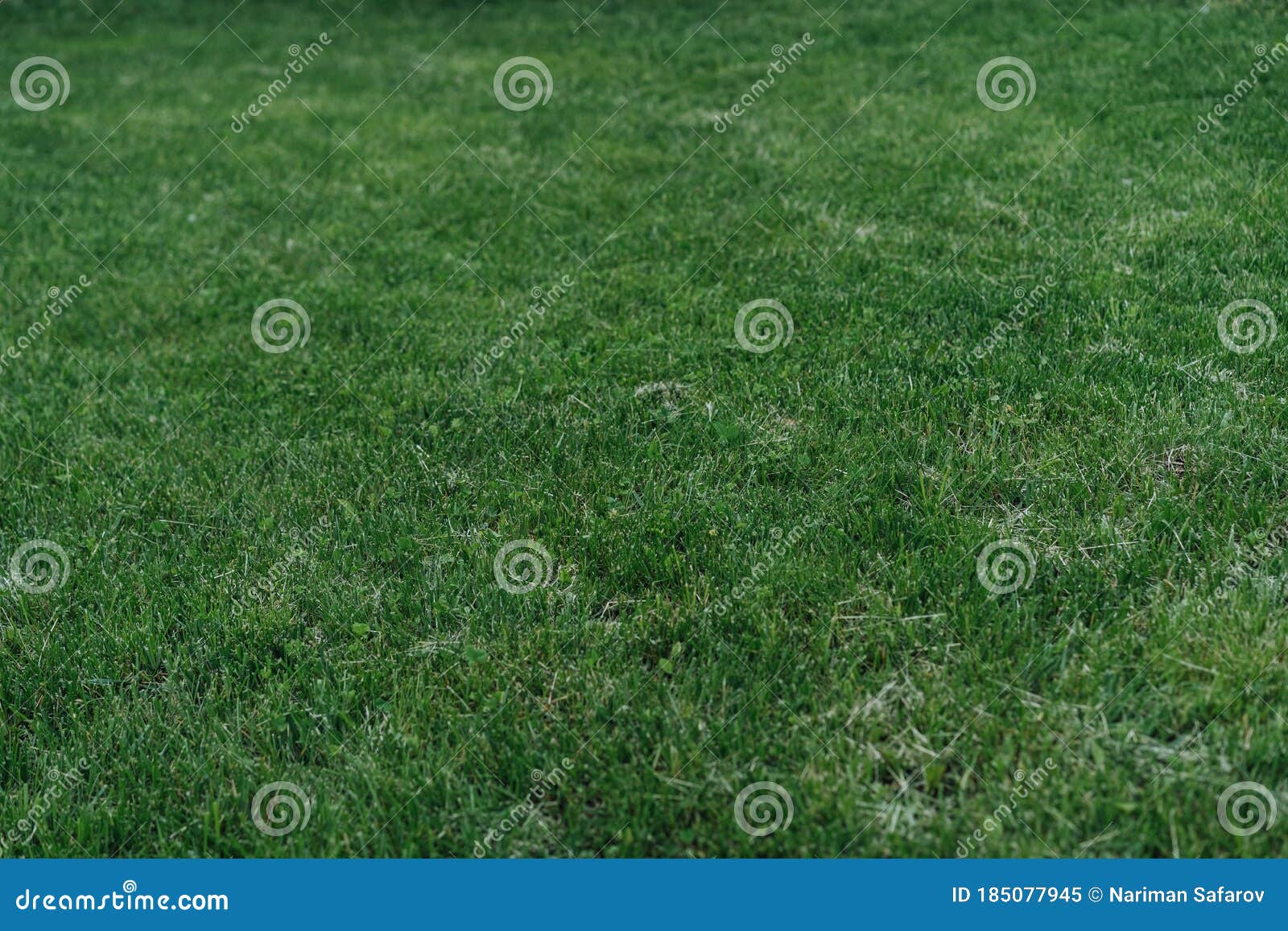 Lawn with Grass Growing in the Ground Stock Image - Image of spring ...