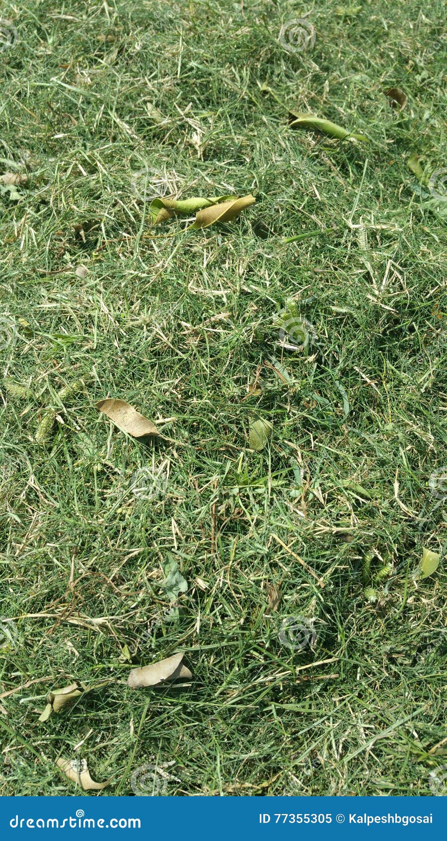 Lawn grass heap stock image. Image of heap, grass, park - 77355305