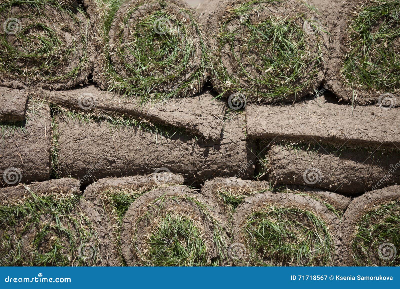 Lawn grass roll stock image. Image of fresh, landscaping - 71718567