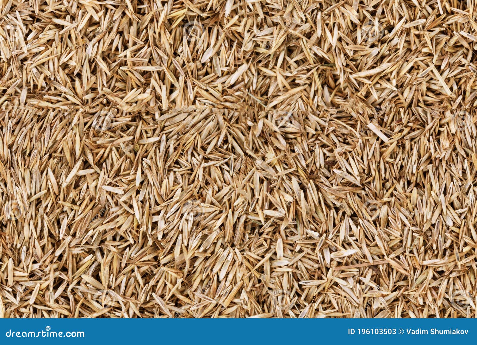 Lawn Grass Seed Background Texture Seamless Texture Stock Image - Image ...