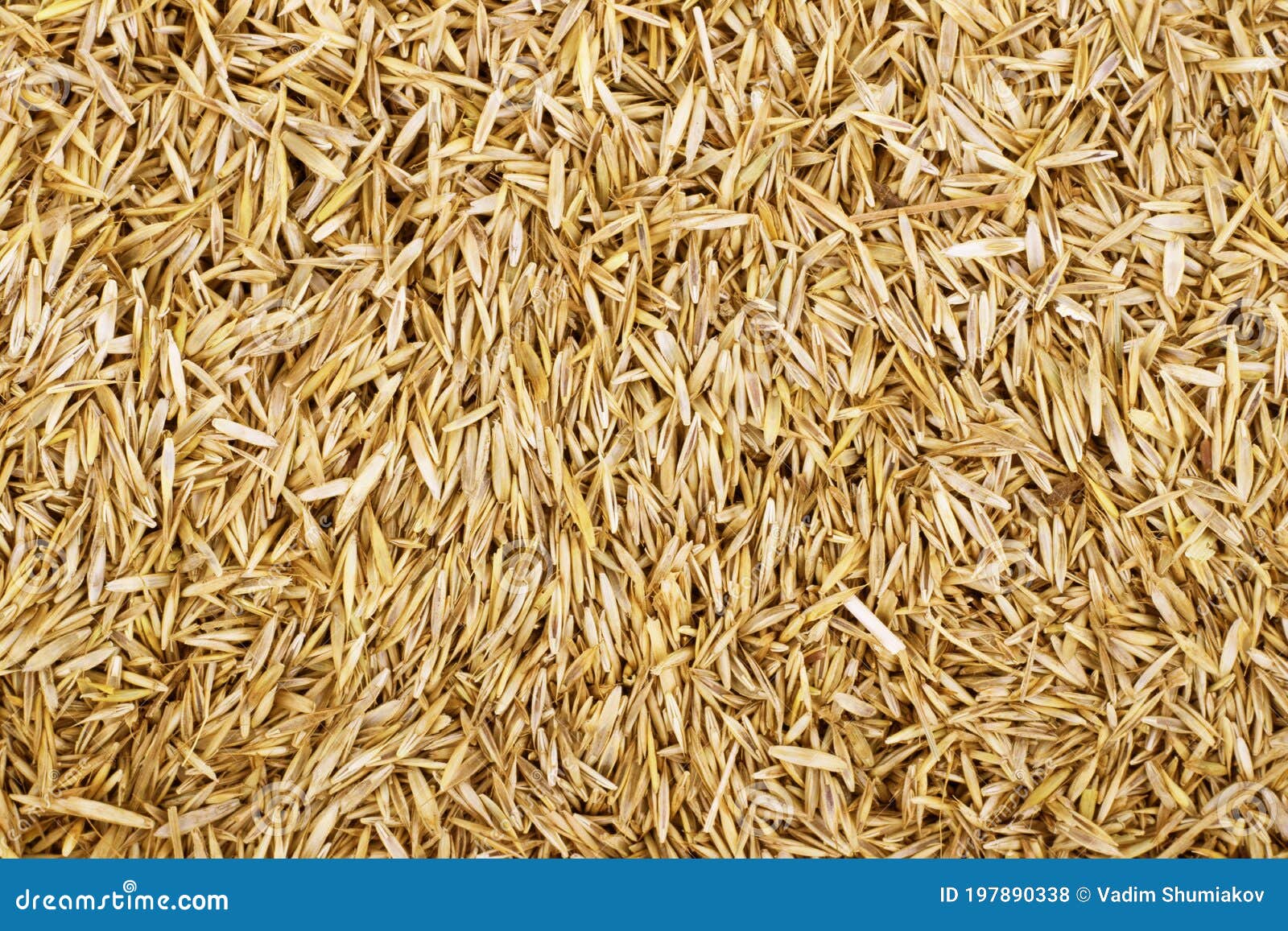 Lawn Grass Seed Background Texture Seamless Texture Stock Photo - Image ...