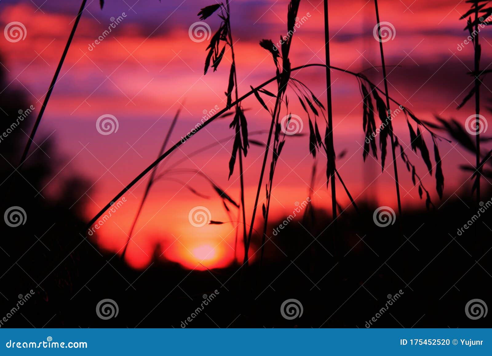 Lawn Grass Seed Shadow Under Sunset Stock Photo - Image of shadow ...