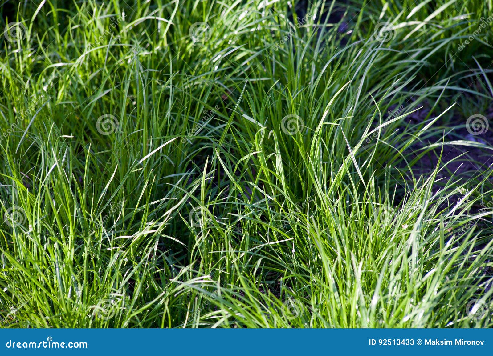 Lawn Grass Top View in the Garden Stock Image - Image of grow, field ...