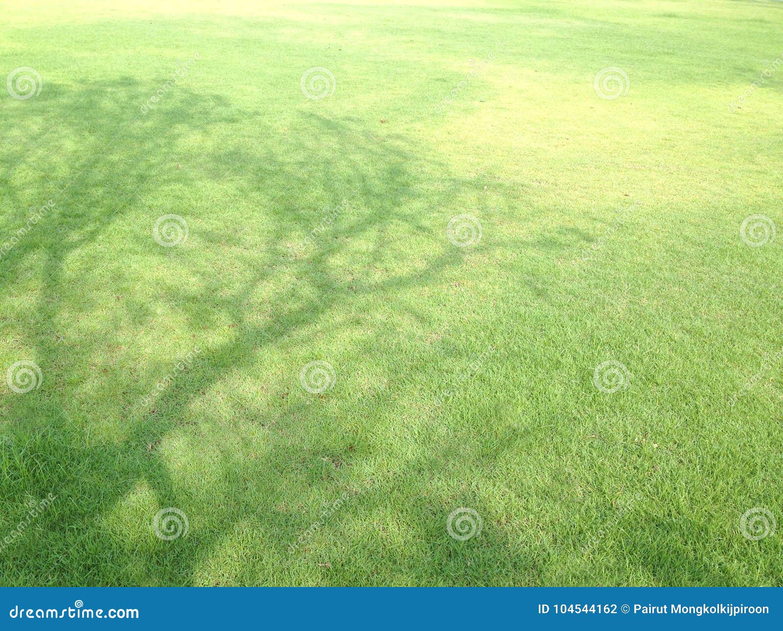 Lawn Green Have Shadow Tree are Pattern Stock Photo - Image of bright ...