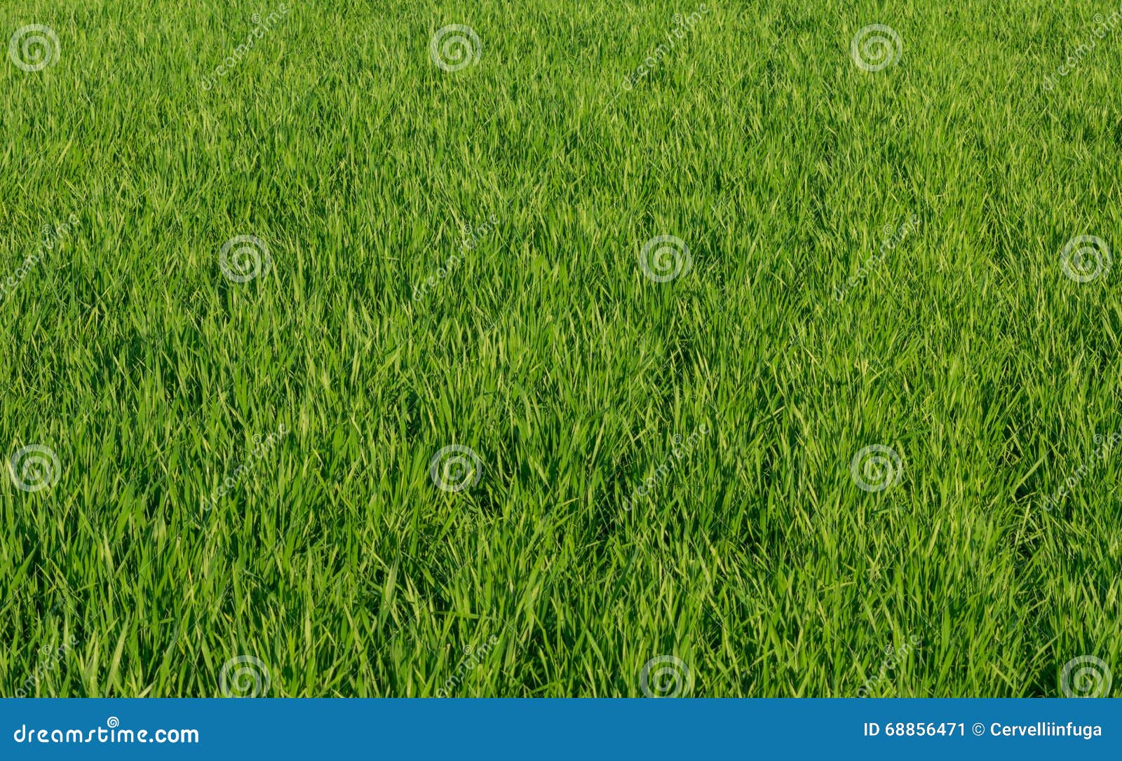 Lawn Green Wheat Grass Background Stock Image - Image of natural ...