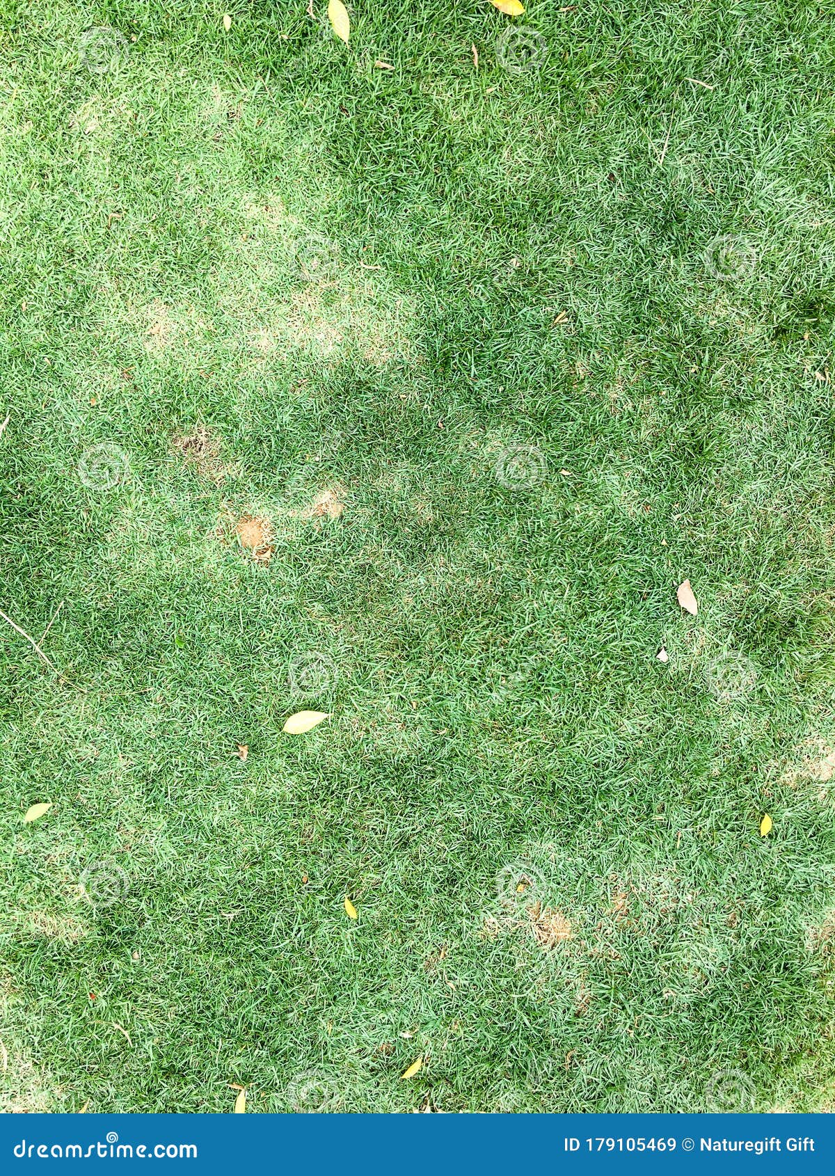 Lawn Has a Green Ground a Little Grass Up Stock Image - Image of little ...