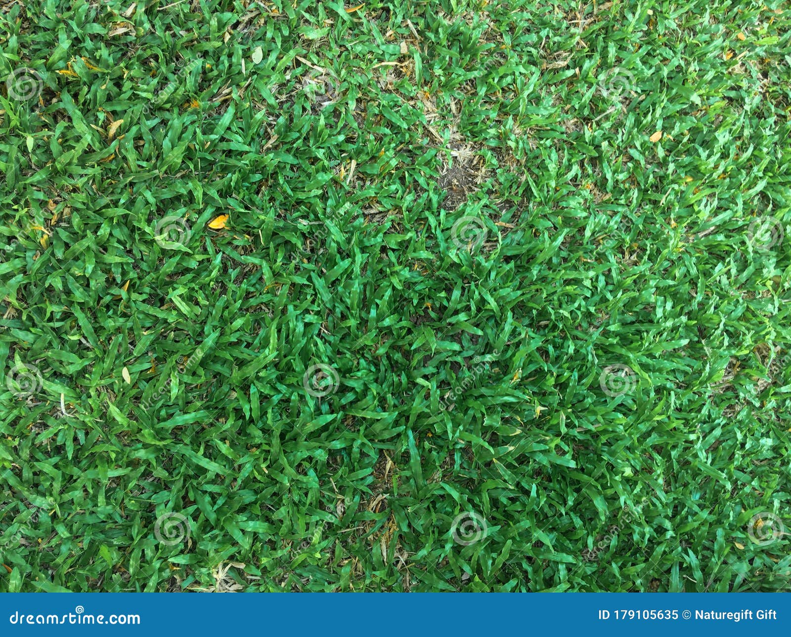 Lawn Has a Green Ground a Little Grass Up Stock Image - Image of ...