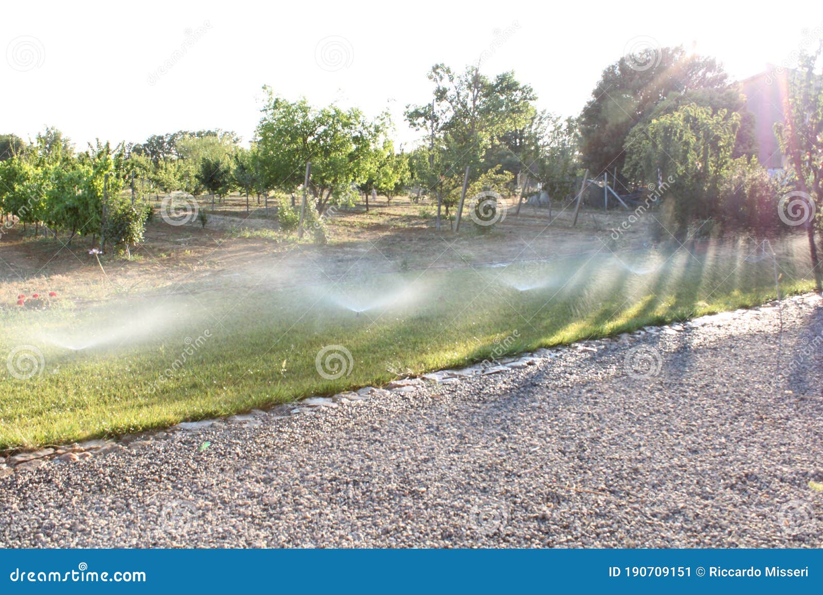 Lawn Irrigation System. Spraying Water on the Lawn in Very Hot Weather ...