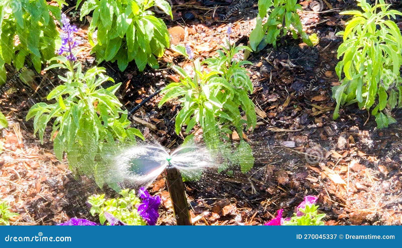 Lawn irrigation stock image. Image of land, growing - 270045337