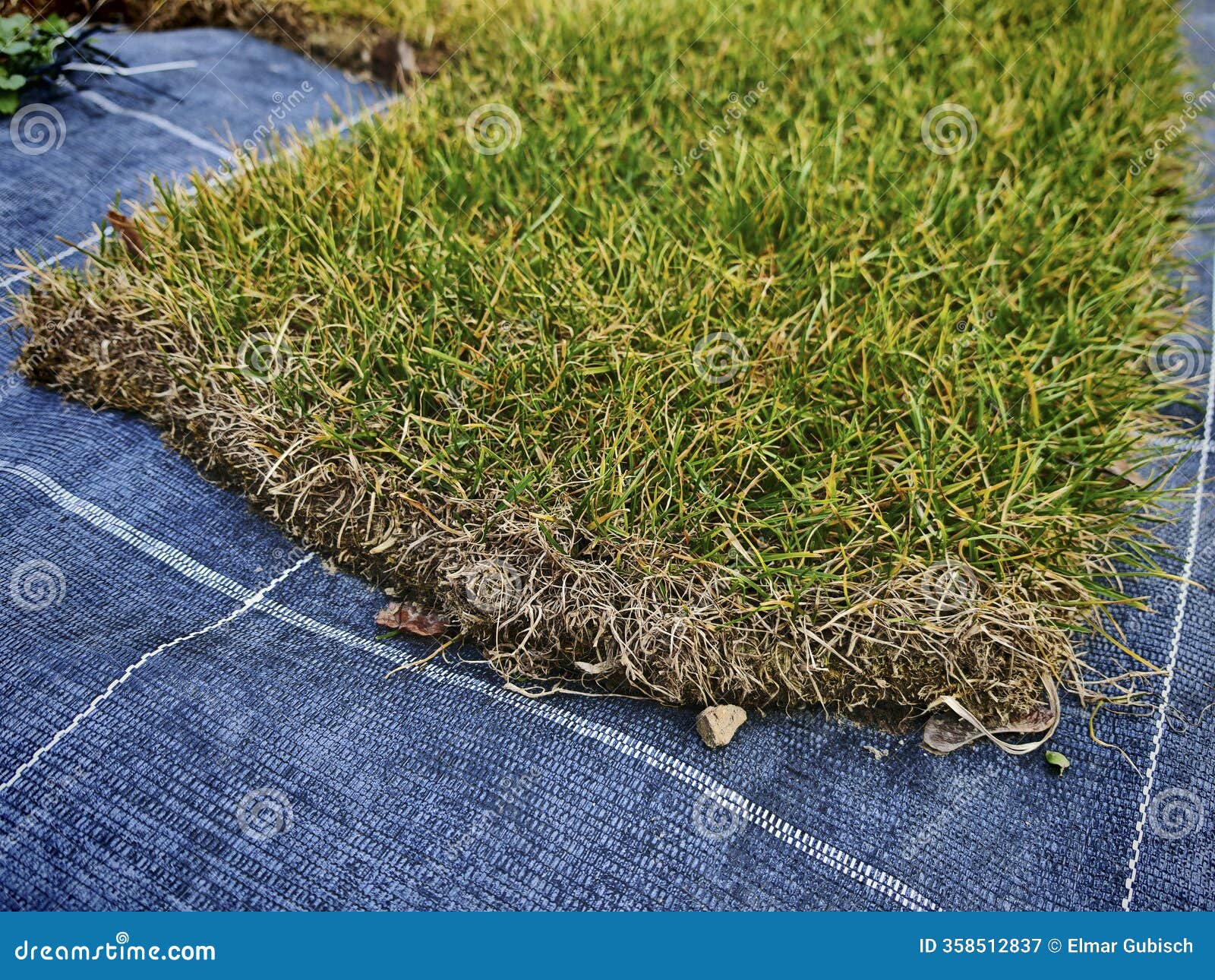 The Lawn Most Basic in Garden Design Stock Image - Image of quarter ...