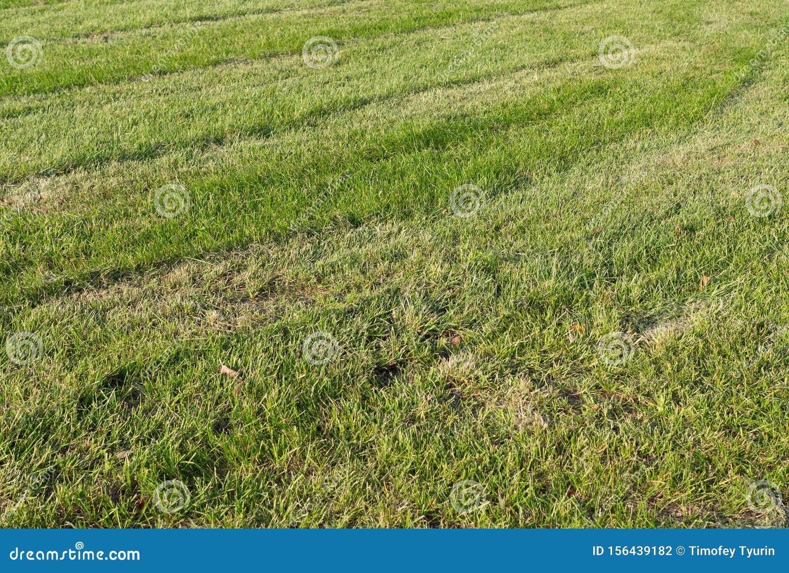 Lawn With Mowed Grass At Summer. Background, Texture, Nature. Stock ...