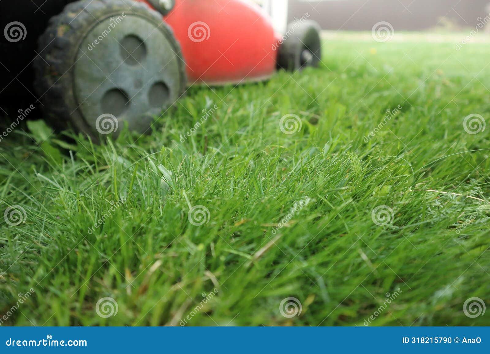 Lawn Mower Cutting Green Grass Low Angle Shot with Selective Focus ...