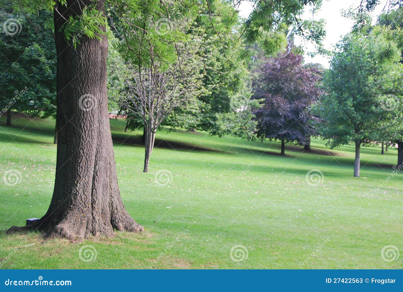 Lawn in the park stock image. Image of natural, garden - 27422563
