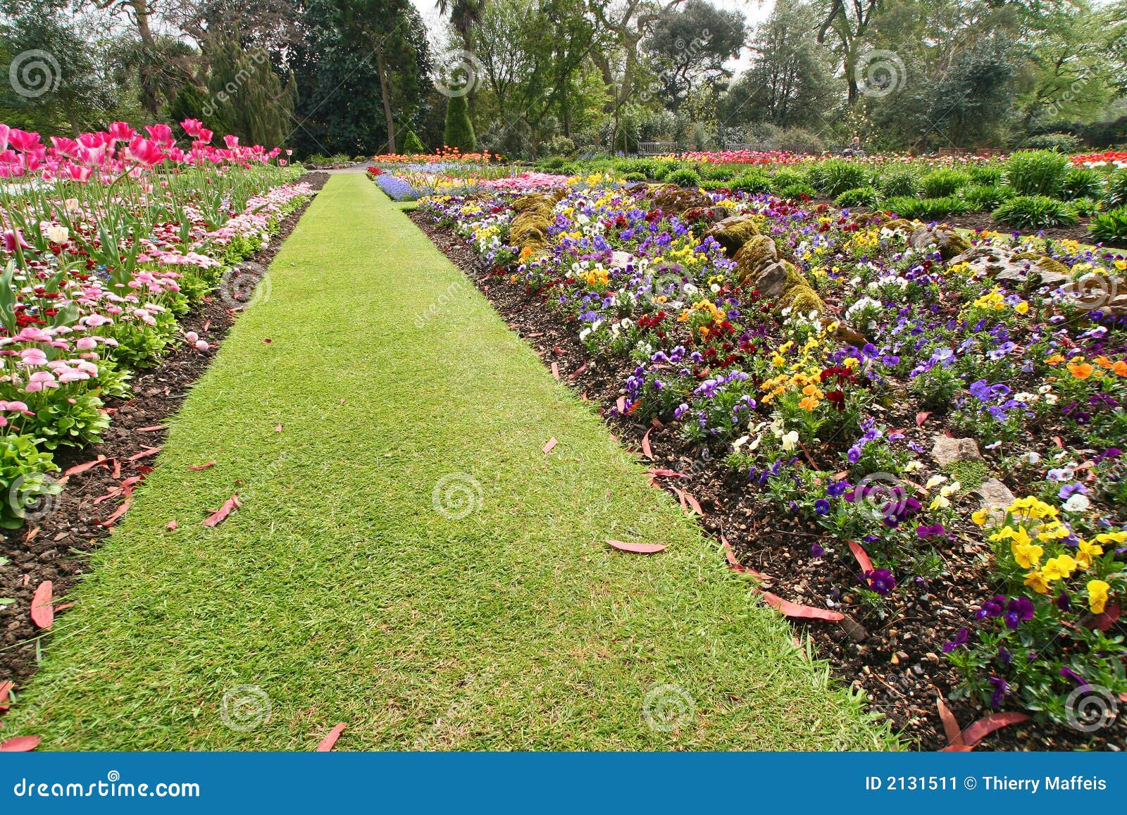 Lawn path stock image. Image of lawn, blossom, seasonal - 2131511