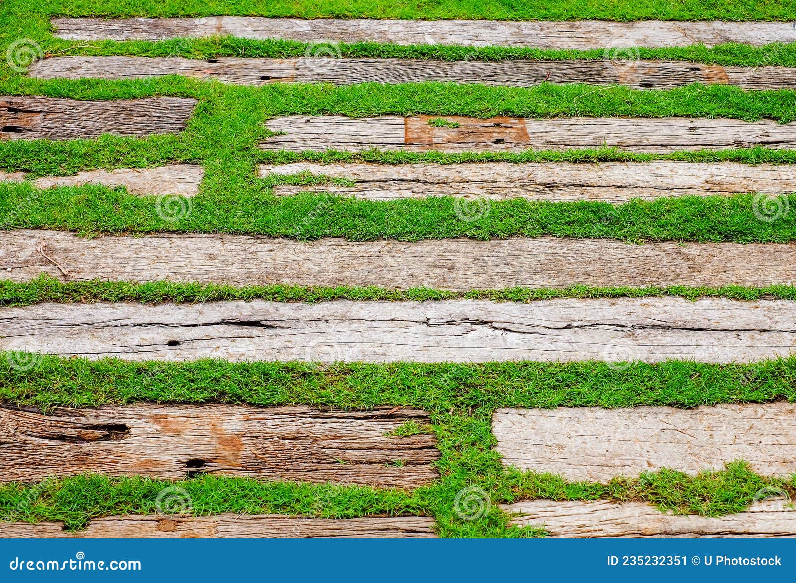 Lawn Pathway in Green Grass Stock Image - Image of botanical, grass ...