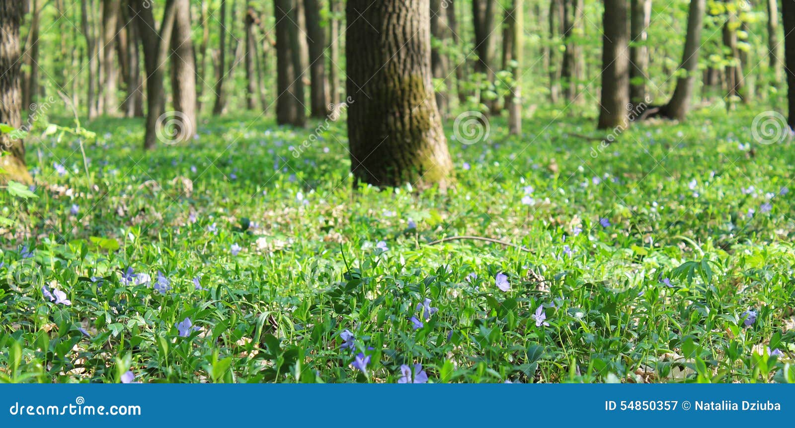 Lawn periwinkle stock image. Image of spring, bloom, herb - 54850357
