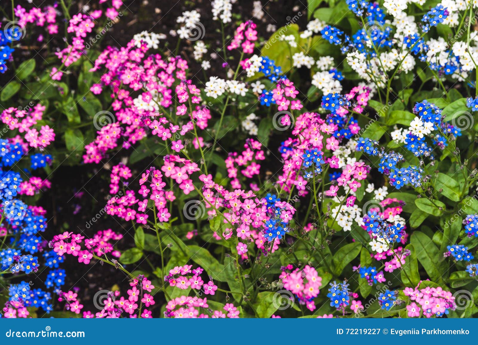 Lawn of Pink and Blue Forget-me-nots Stock Image - Image of honey ...