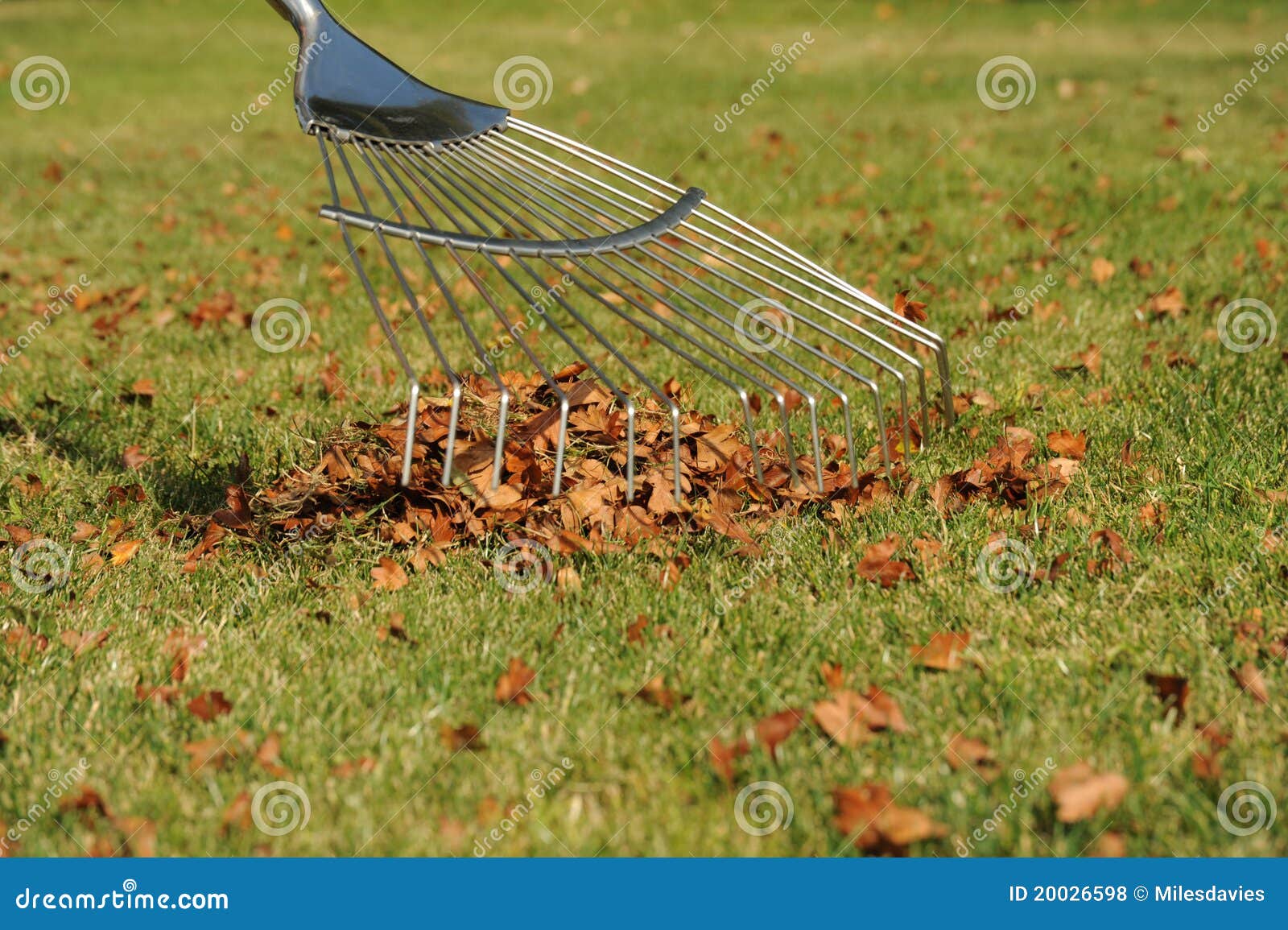 Lawn Rake and Autumn Leaves Stock Photo - Image of leaf, garden: 20026598