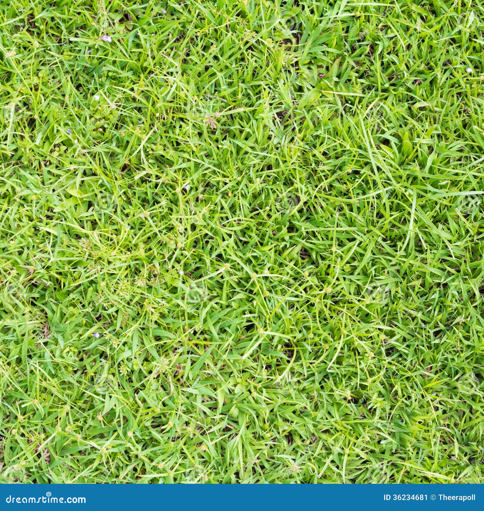 Lawn ( Real grass ) stock image. Image of nature, bright - 36234681