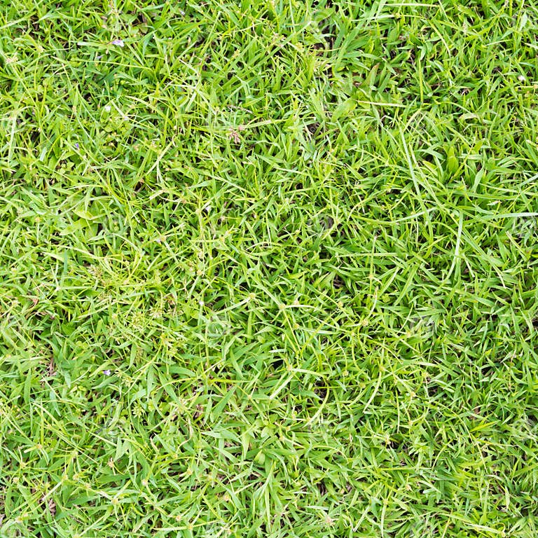 Lawn ( Real grass ) stock image. Image of nature, bright - 36234681