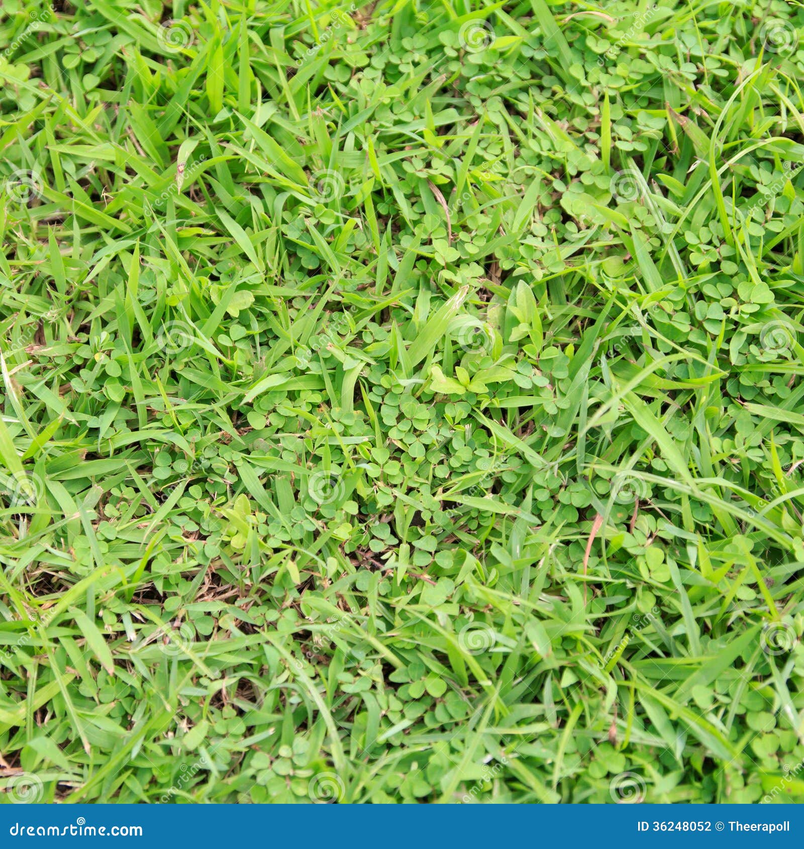 Lawn ( Real grass ) stock photo. Image of scene, garden - 36248052