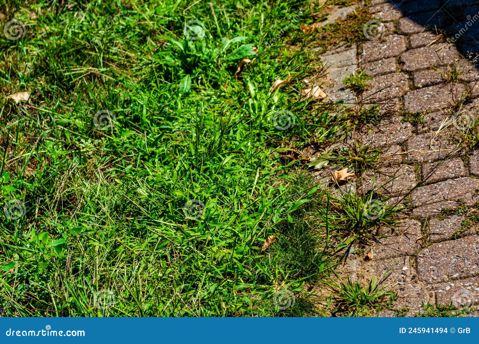 Lawn and Red Brick Driveway Overgrown with Weeds Stock Photo - Image of ...