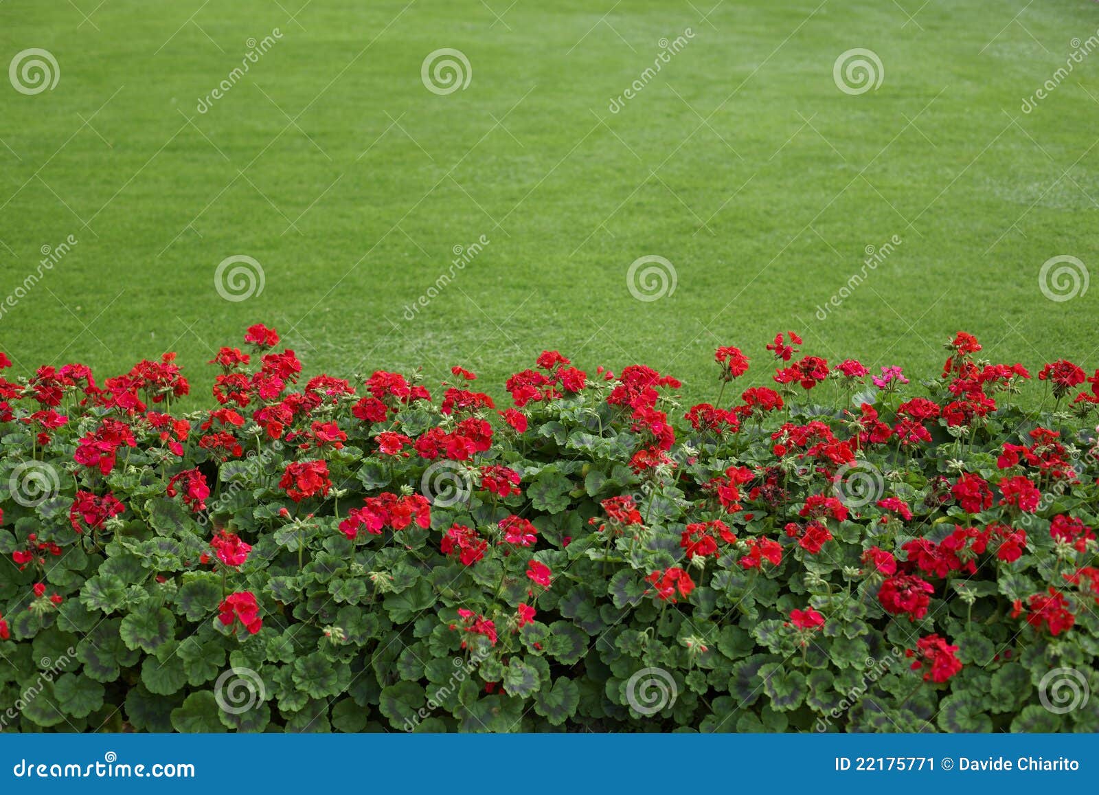Lawn with red geraniums stock image. Image of copy, nature - 22175771