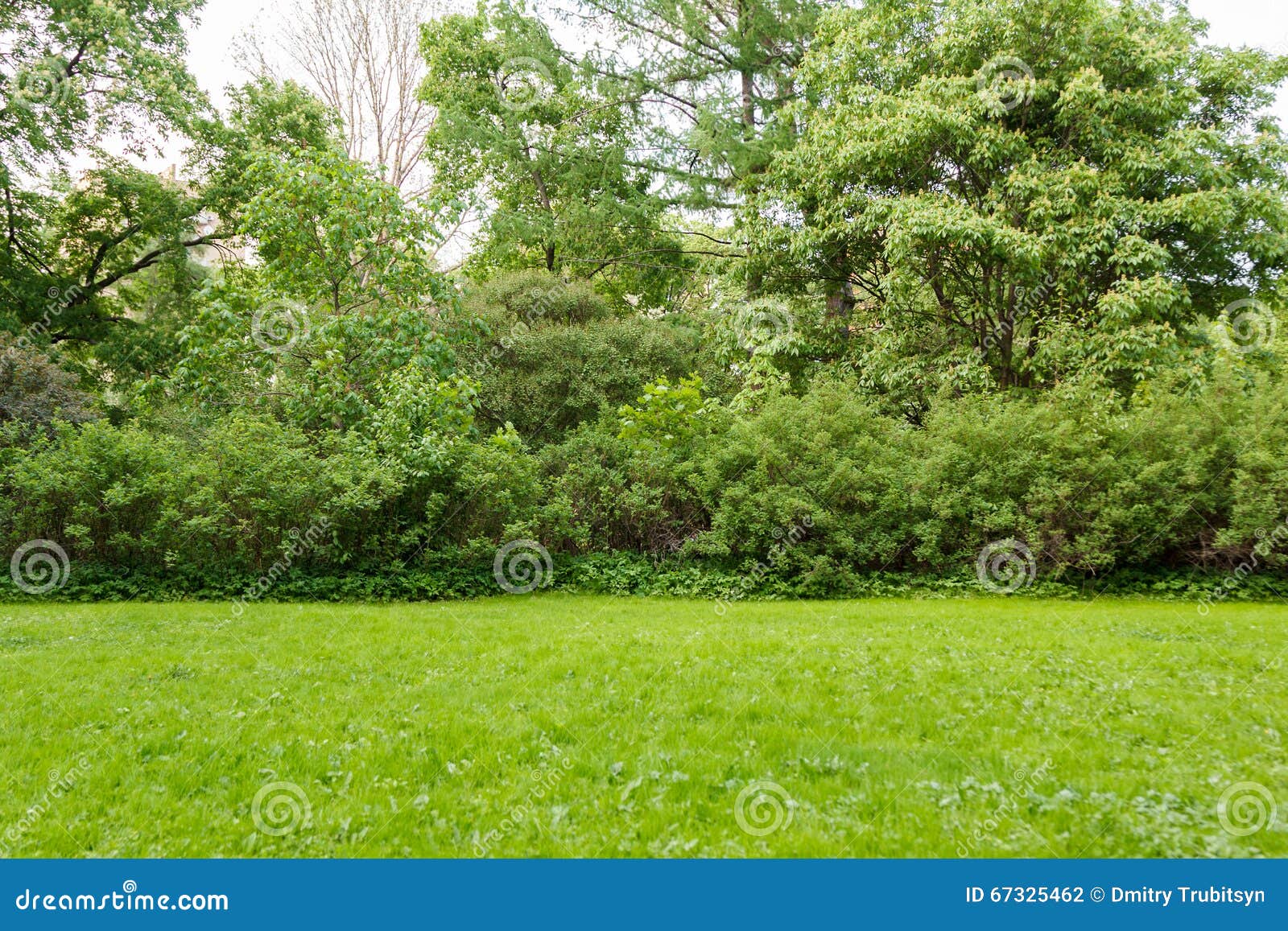 Lawn Shrubs and Trees in Park Stock Photo - Image of park, green: 67325462
