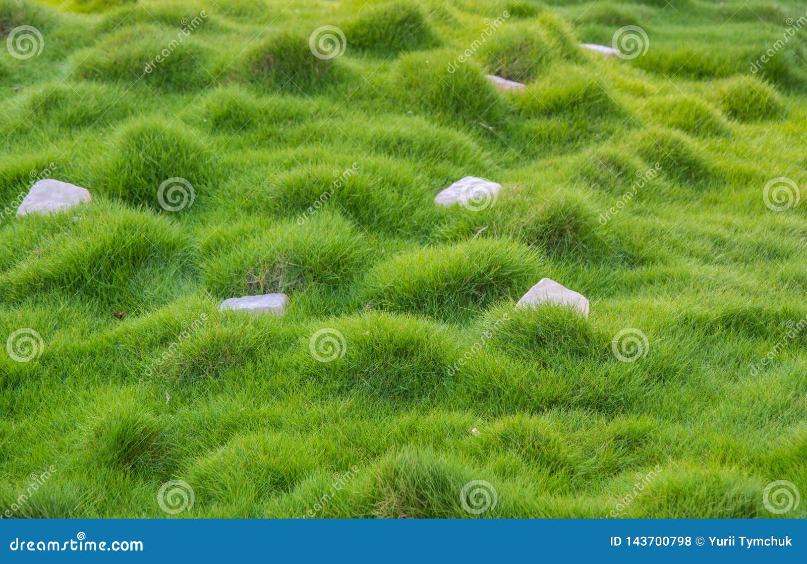 Lawn with Small Green Grass with Tubercles and Stones on it Stock Photo ...