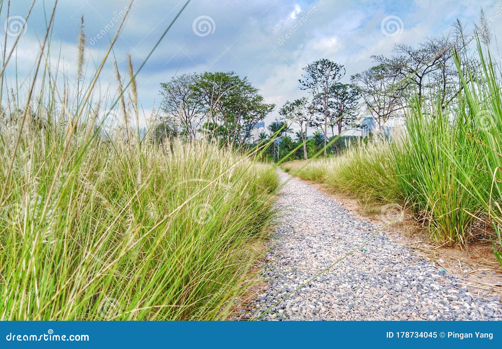 A Small Path For Exploring The Park, Green Trees, Natural Background ...