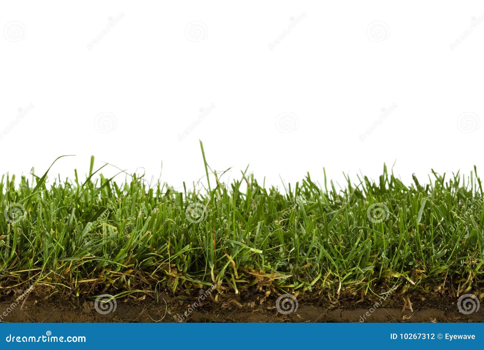 Lawn and Soil Cross-section Isolated on White Stock Photo - Image of ...