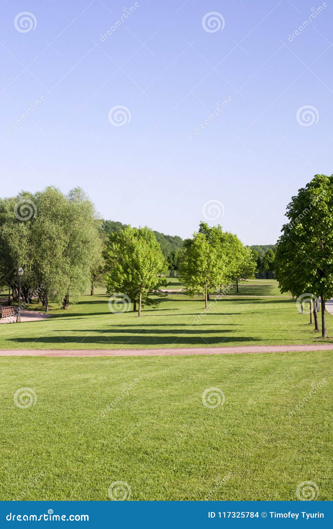 Lawn of Grass with Trees on Forest Background. Nature. Stock Photo ...