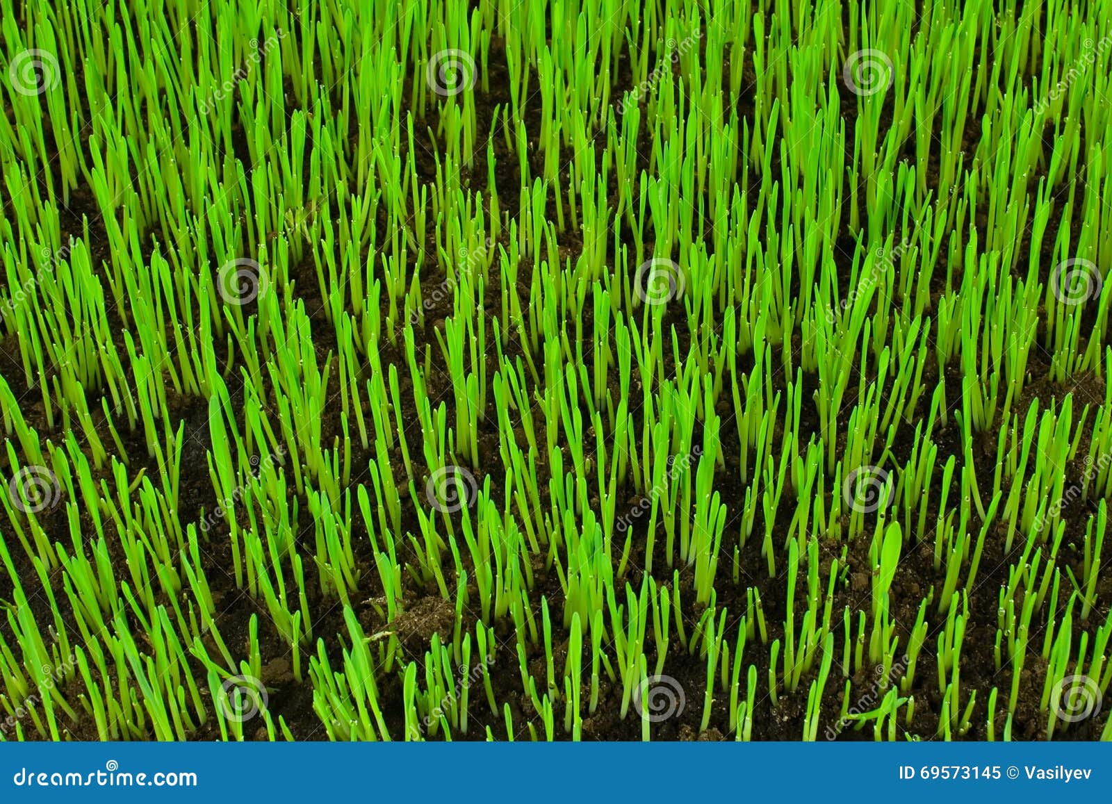 Lawn sprouting stock image. Image of ecology, progress - 69573145